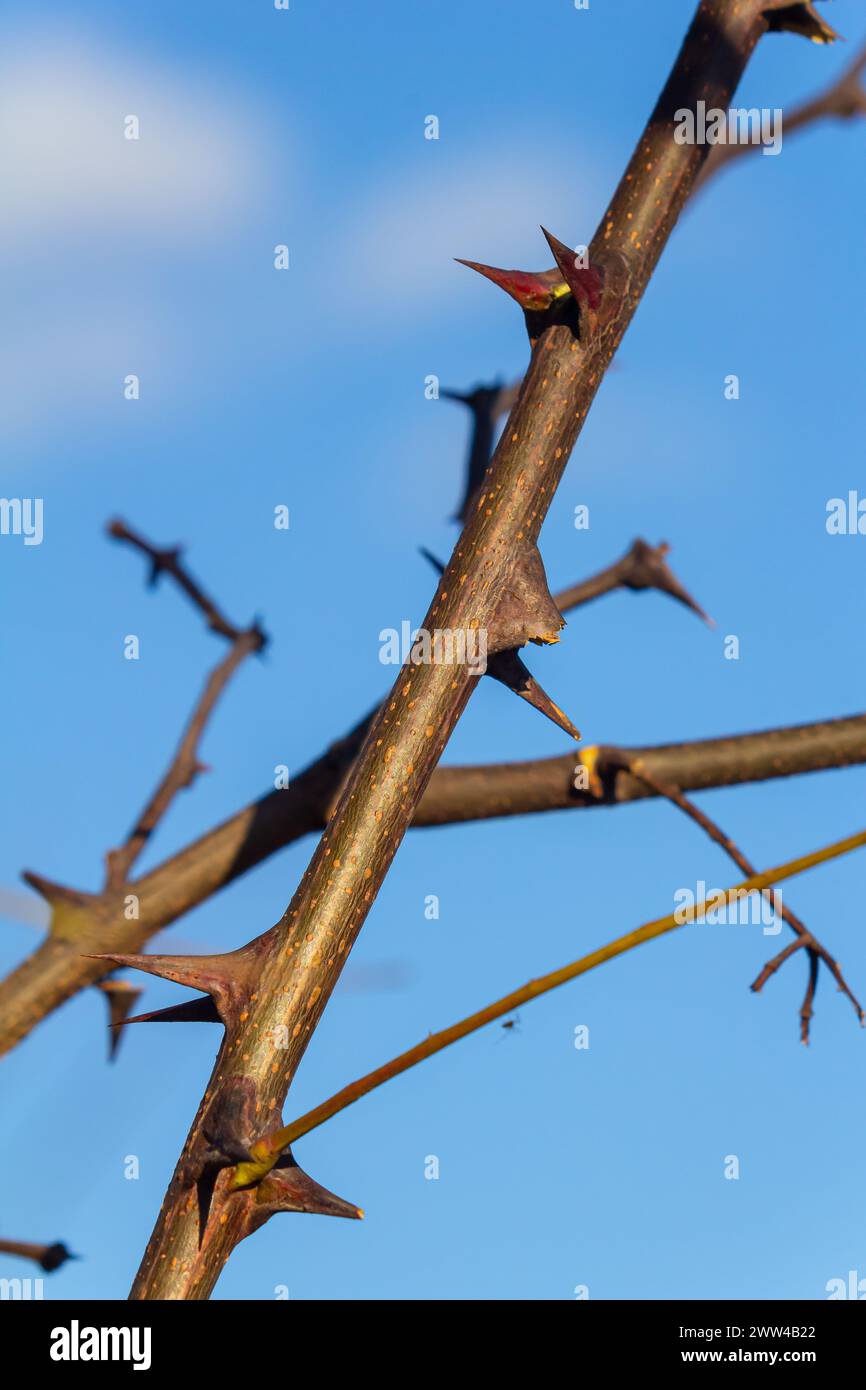 Close up of a brown color 'Robinia pseudoacacia' seed pod against a ...