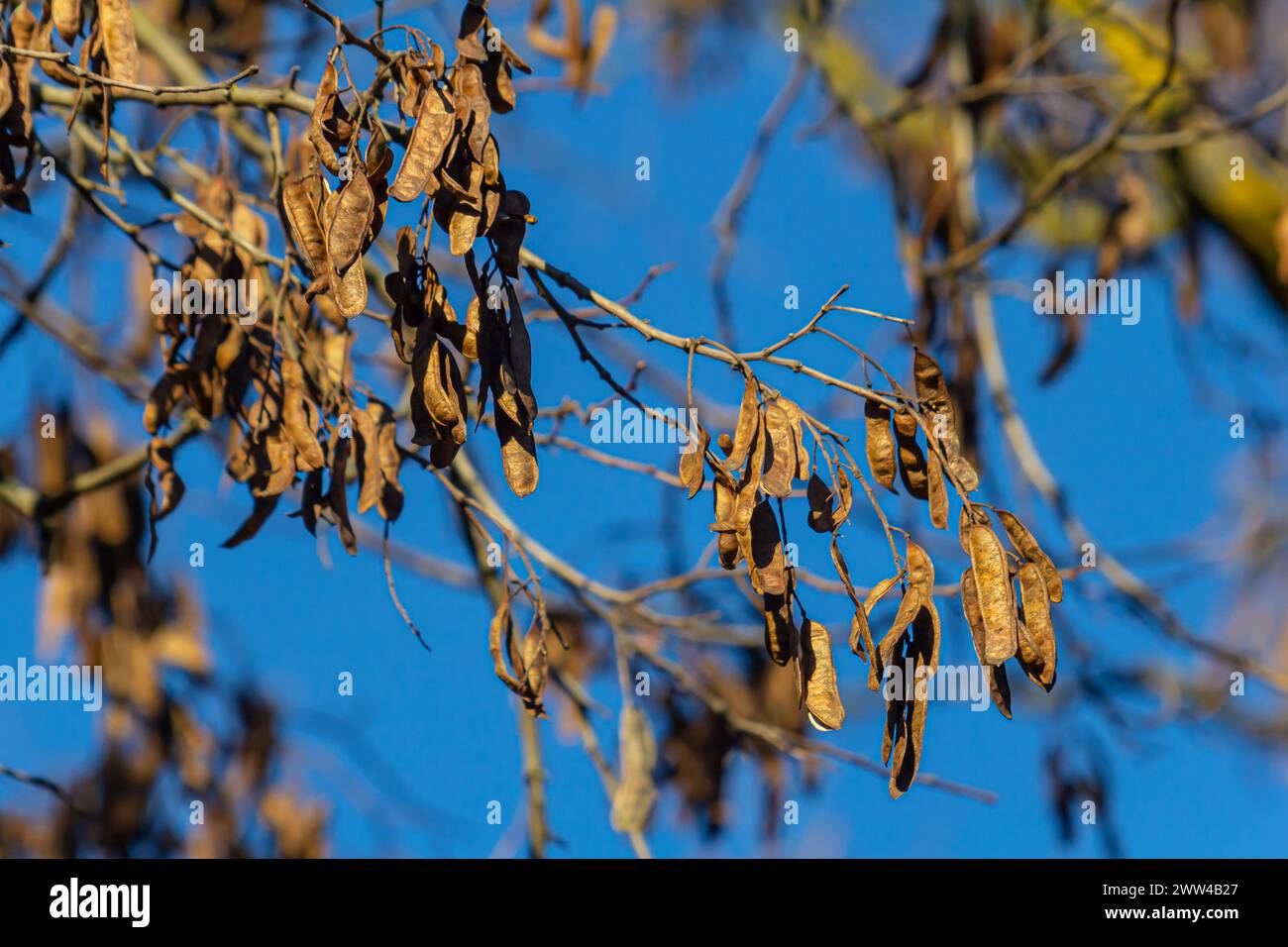 Close up of a brown color 'Robinia pseudoacacia' seed pod against a ...