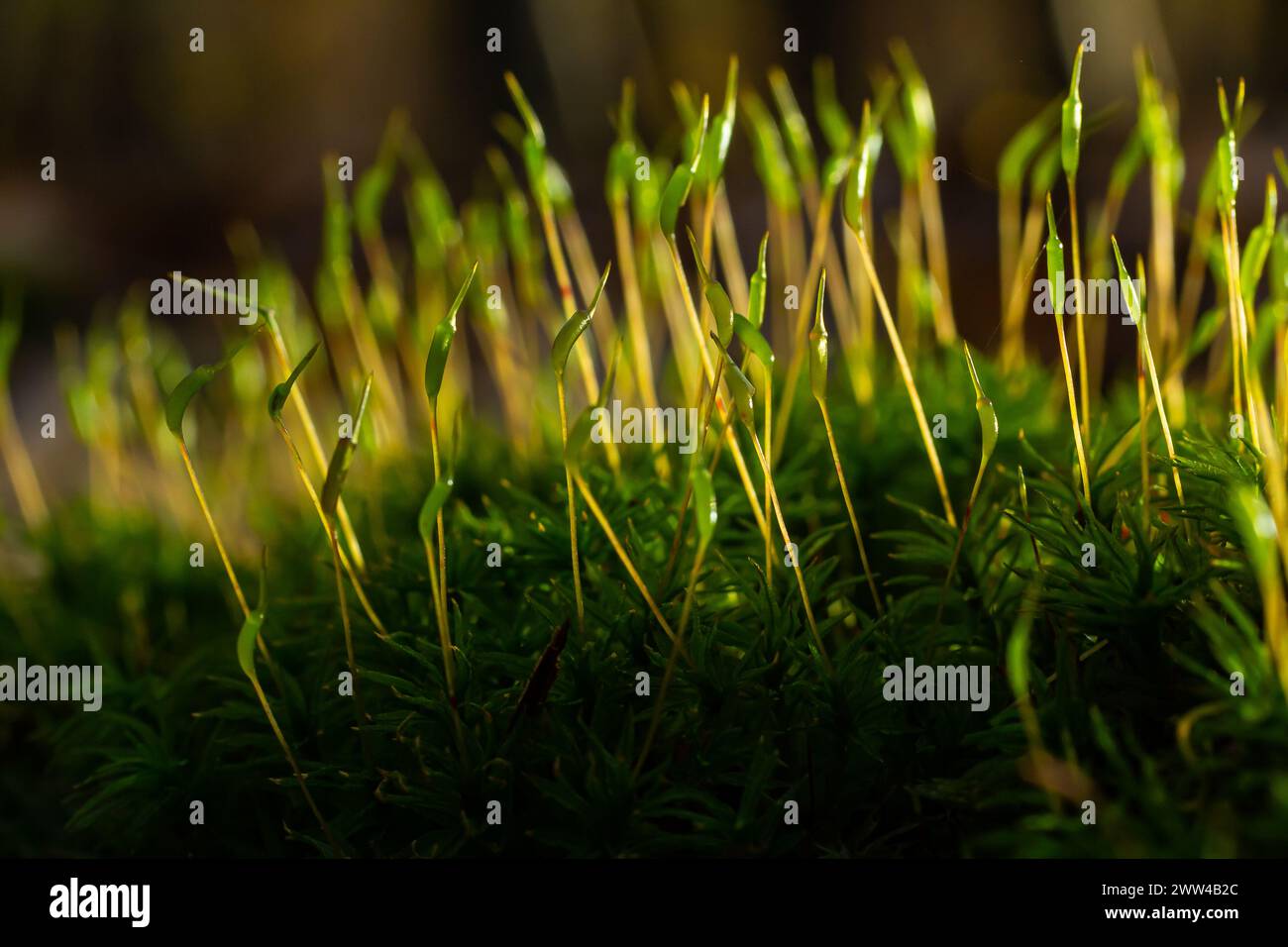 Precious drops of water from the morning dew covering an isolated plant ...