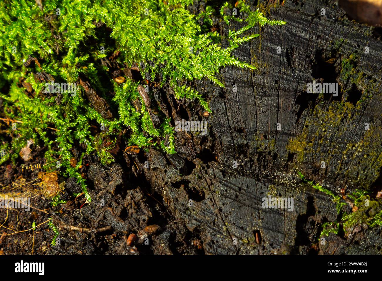 Precious drops of water from the morning dew covering an isolated plant ...