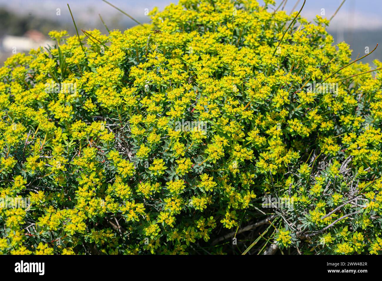 Euphorbia hierosolymitana the Jerusalem Spurge Photographed at Har ...