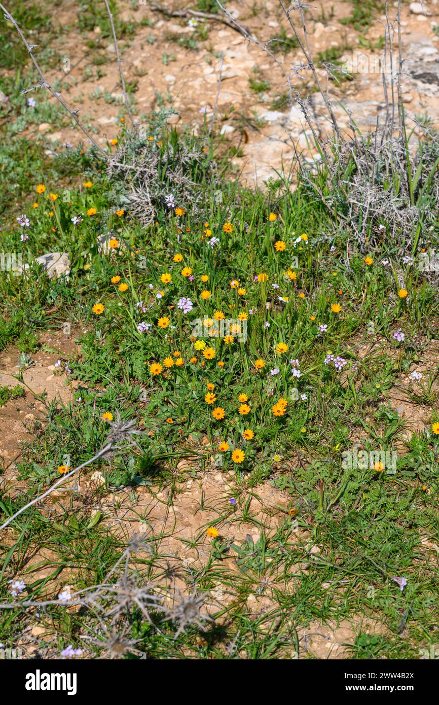 Spring Desert bloom a meadow in yellow and orange with other colour ...