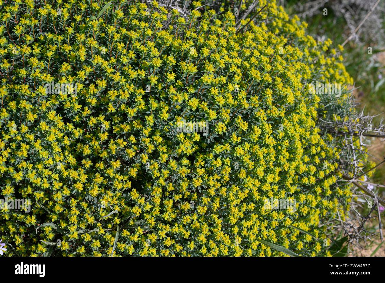 Euphorbia hierosolymitana the Jerusalem Spurge Photographed at Har ...