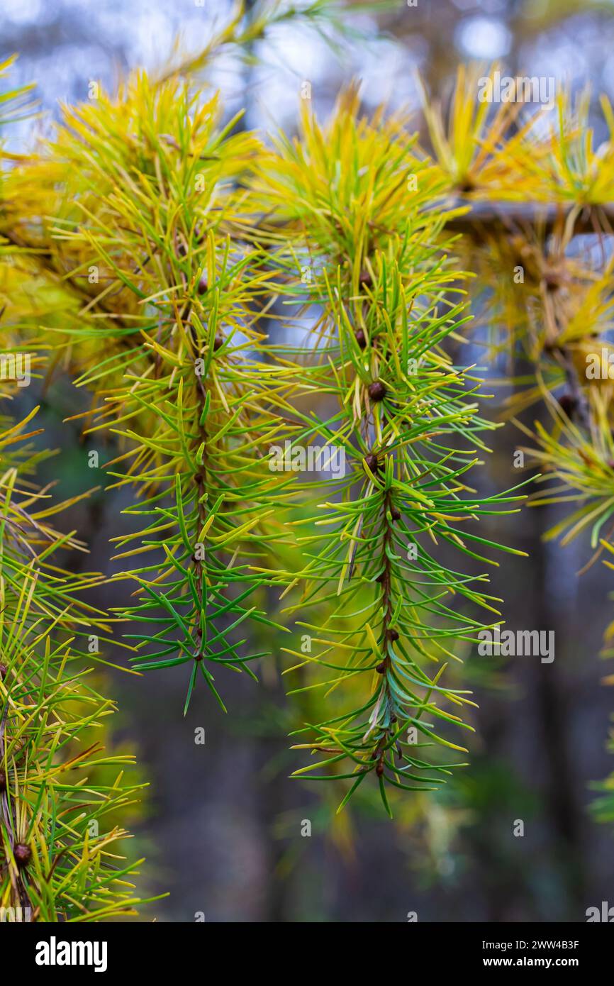 Needle leaf forest hi-res stock photography and images - Alamy