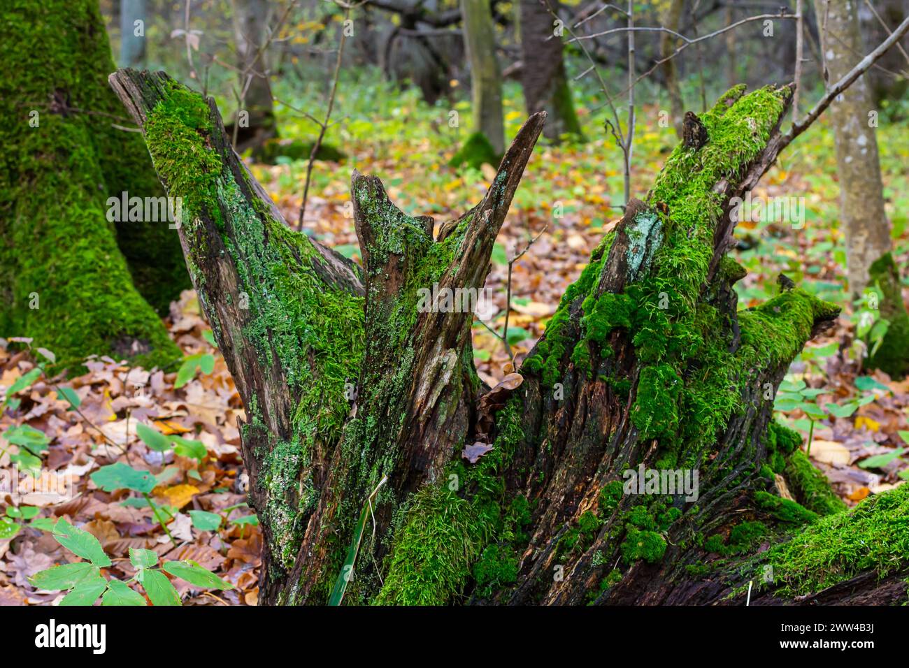 Precious drops of water from the morning dew covering an isolated plant ...