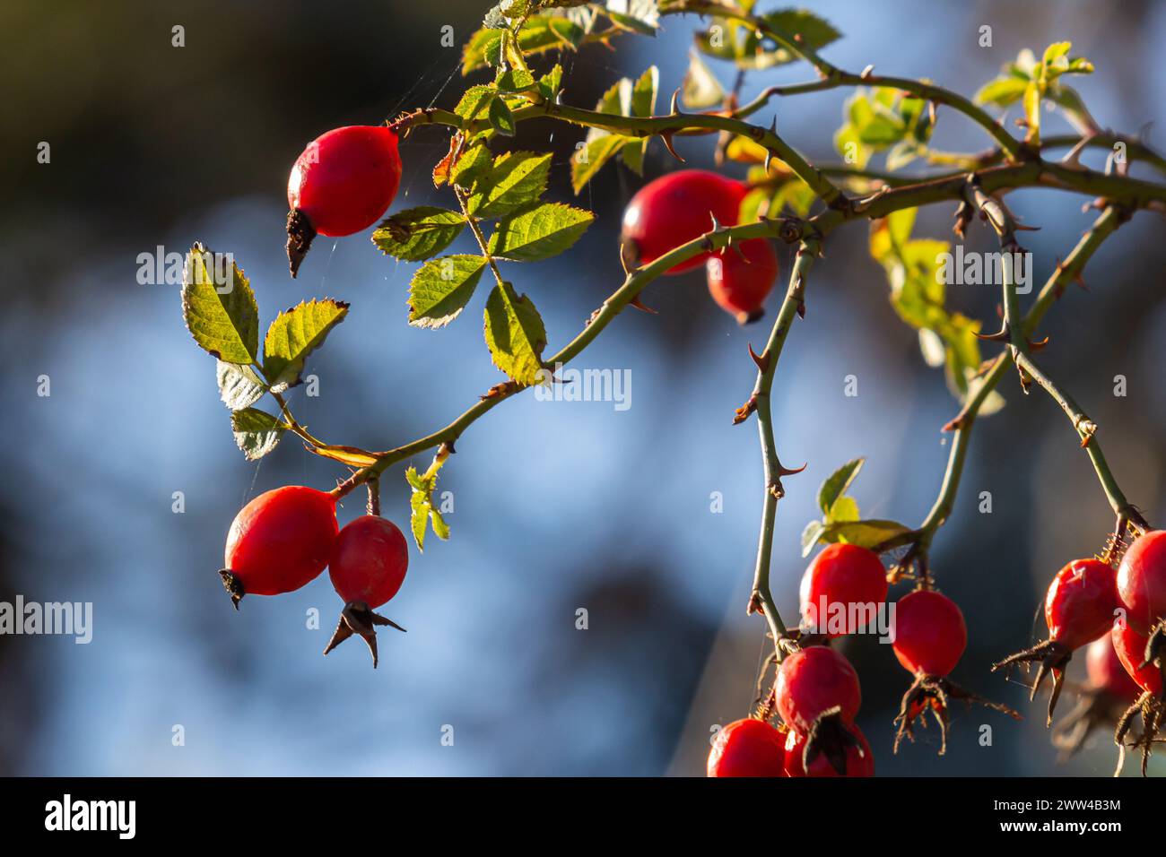 Red rosehip berries on the branches. Romantic autumn still life with ...