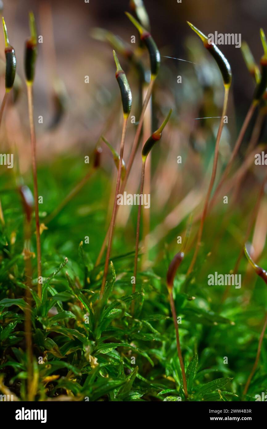Precious drops of water from the morning dew covering an isolated plant ...