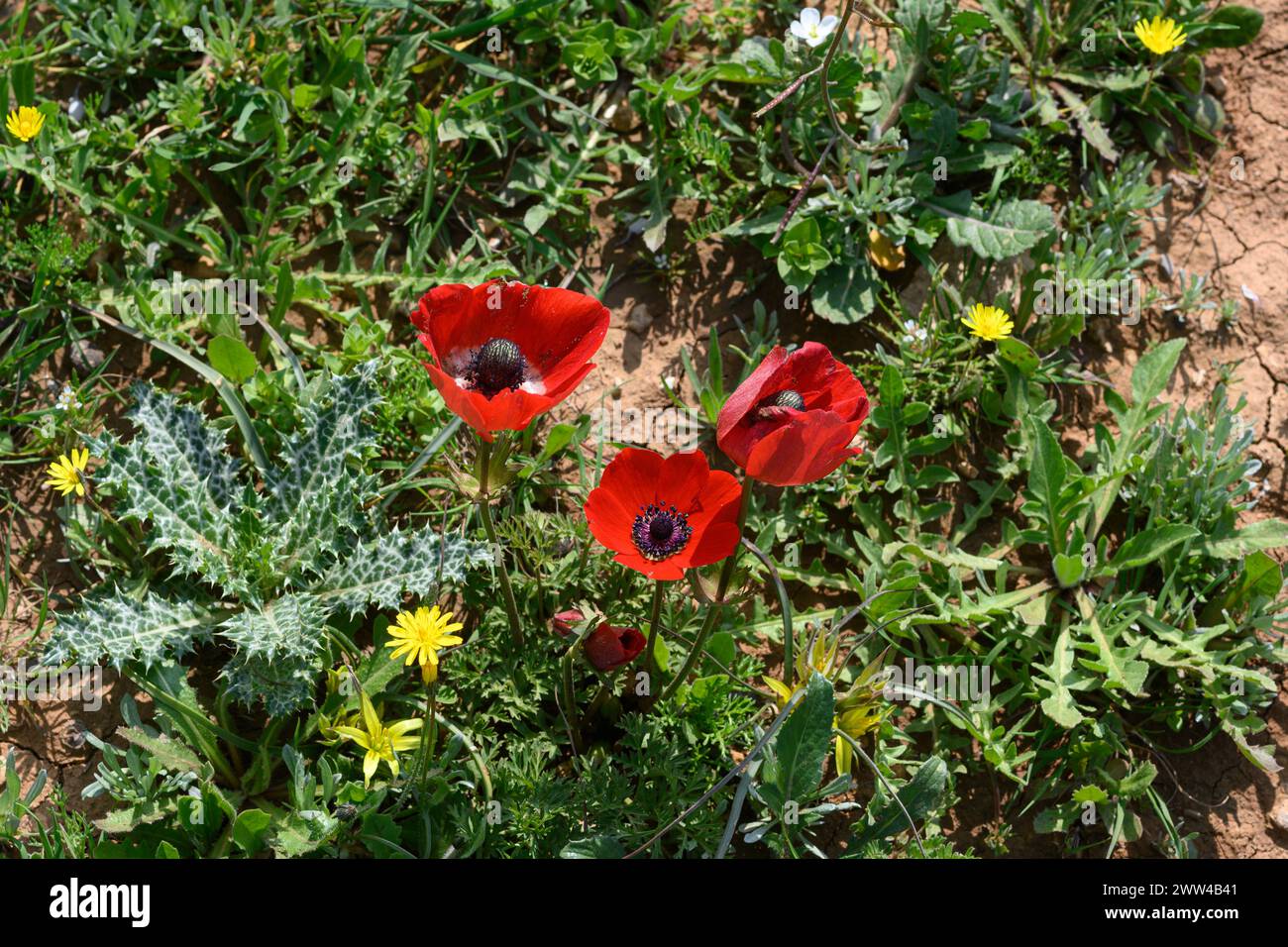Red Spring wildflowers Anemone coronaria (Poppy Anemone). This ...