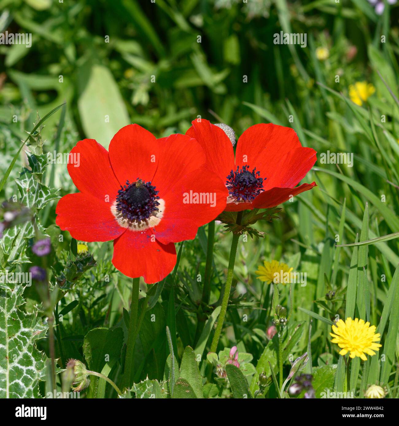 Red Spring wildflowers Anemone coronaria (Poppy Anemone). This ...