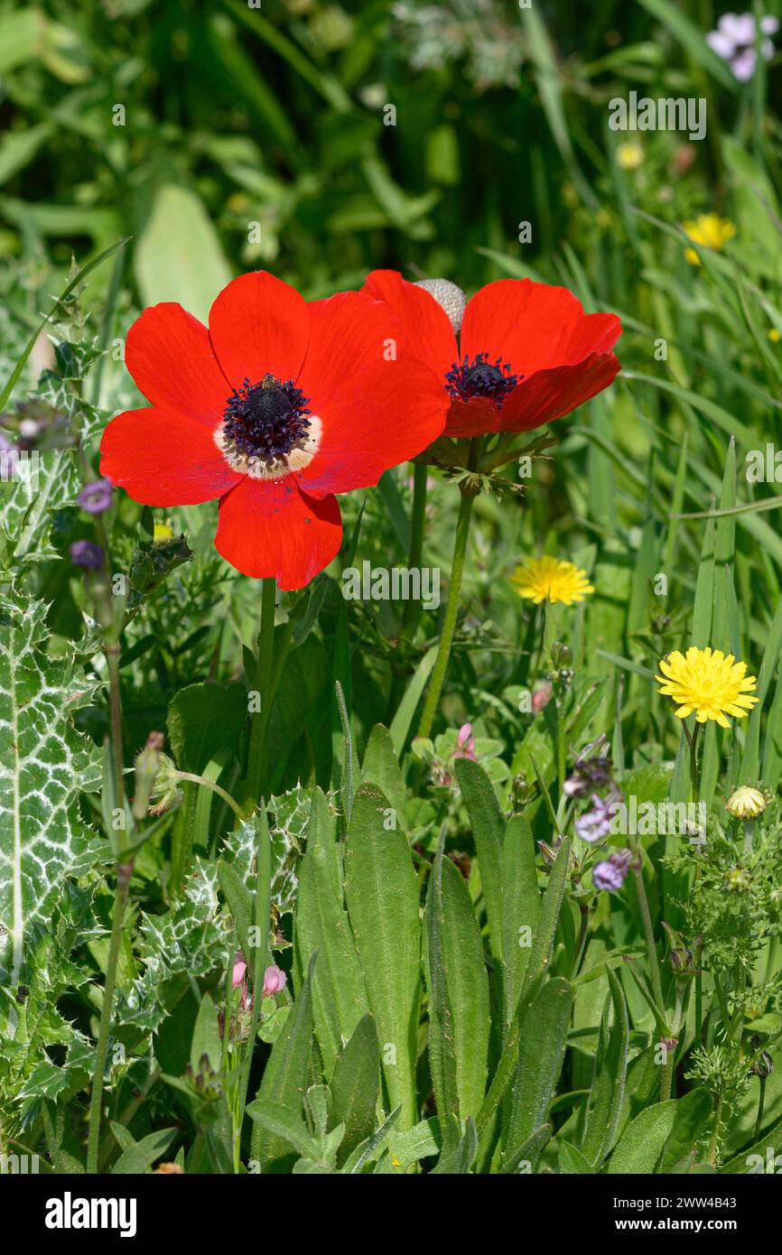 Red Spring wildflowers Anemone coronaria (Poppy Anemone). This ...