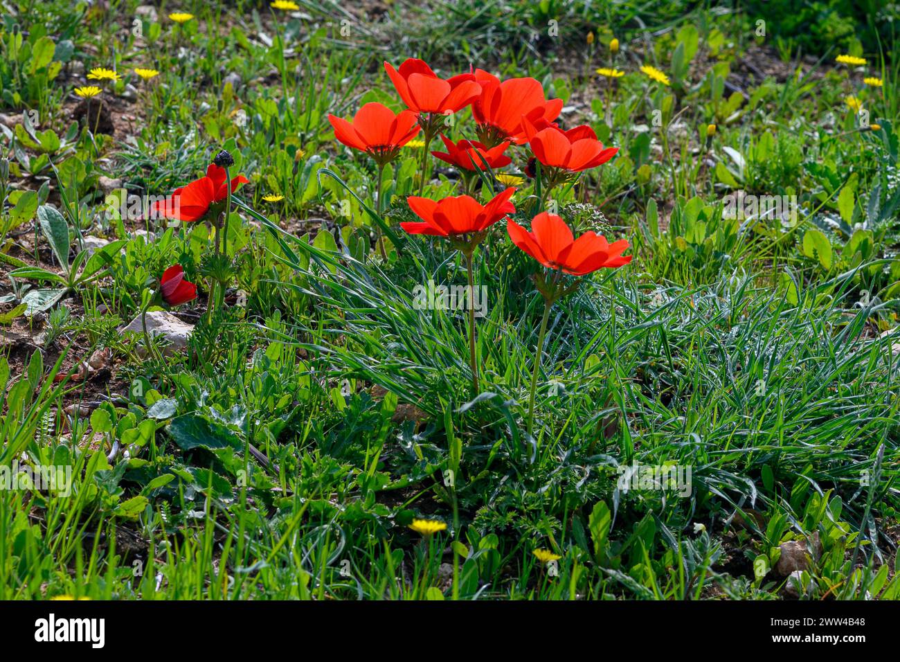 Red Spring wildflowers Anemone coronaria (Poppy Anemone). This ...