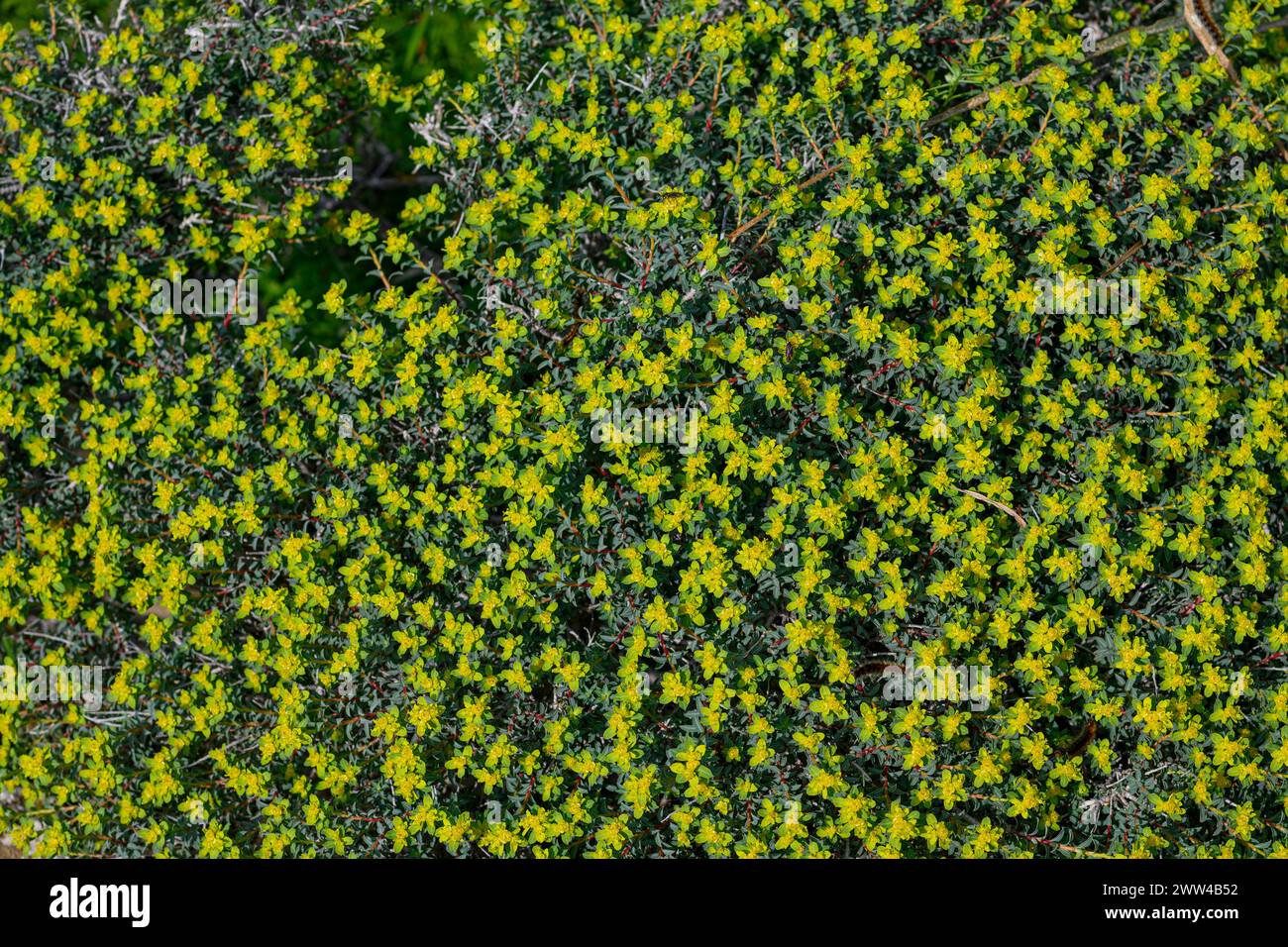 Euphorbia hierosolymitana the Jerusalem Spurge Photographed at Har ...