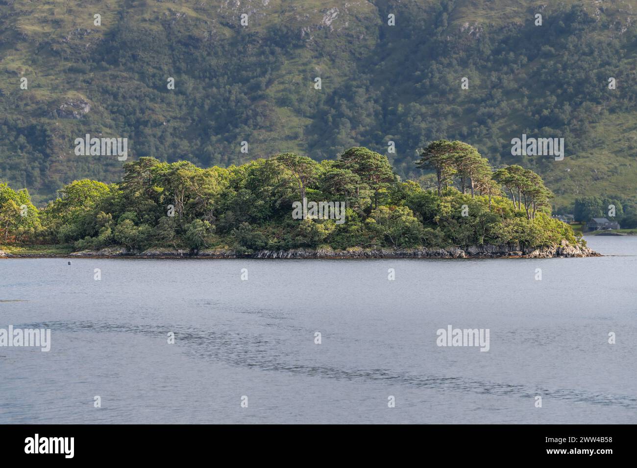 Rocky tree covered headland in Loch Sunart in the Highlands, Scotland ...