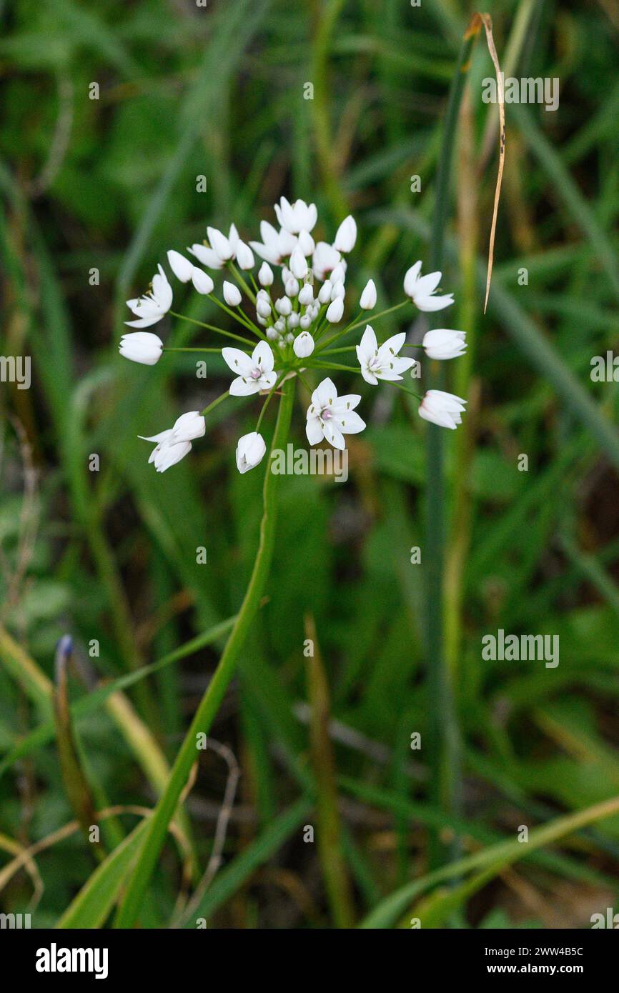 Flowering Wild Naples Garlic Allium neapolitanum plant. Photographed in ...