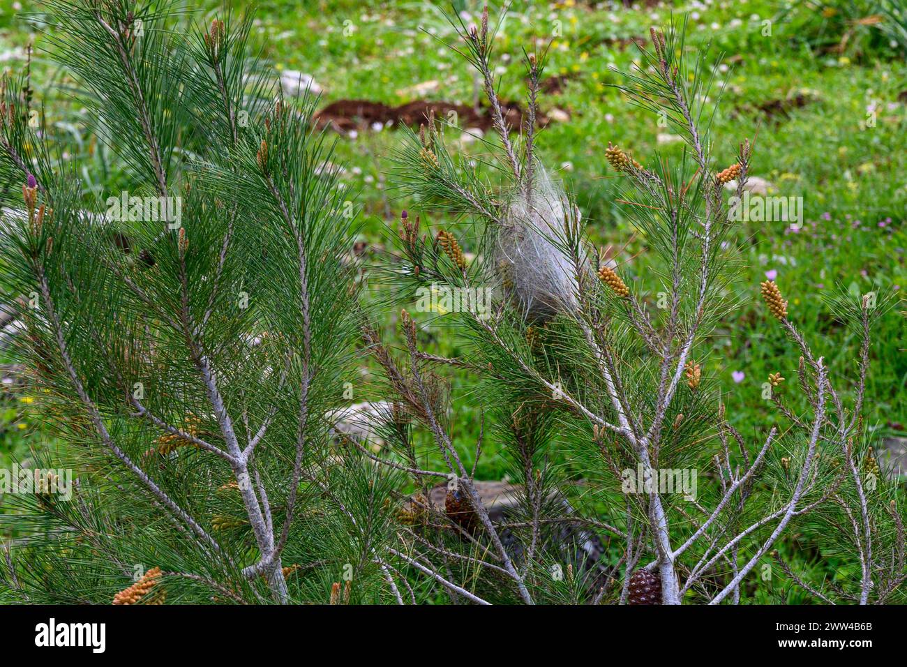 Pine processionary caterpillar nest. Spun web nest of the pine ...