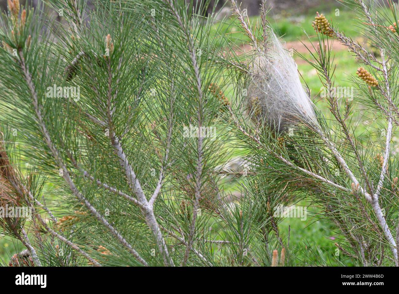 Pine processionary caterpillar nest. Spun web nest of the pine ...
