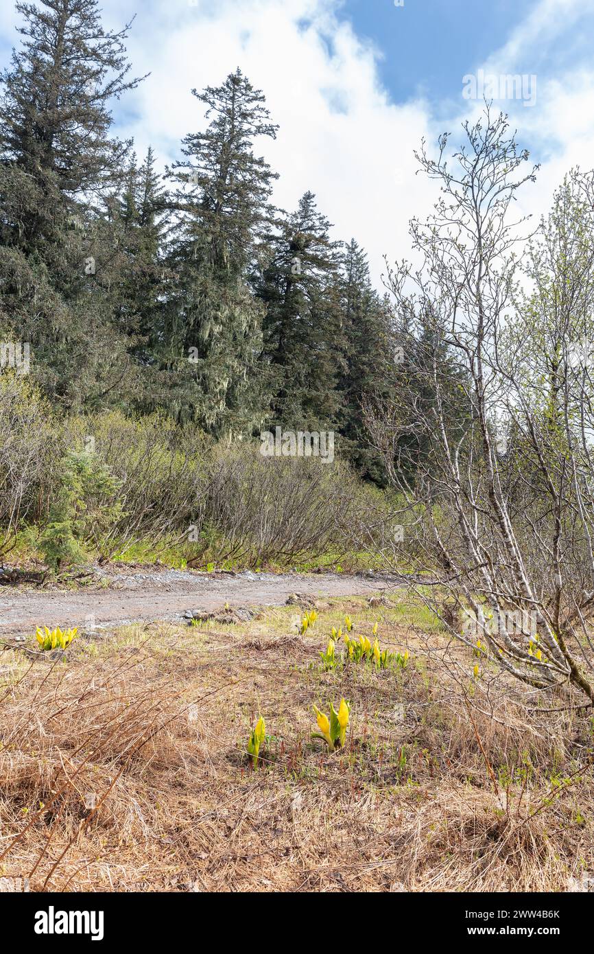 Scrub woodland with Western Skunk Cabbage plants in flower in Valdez ...
