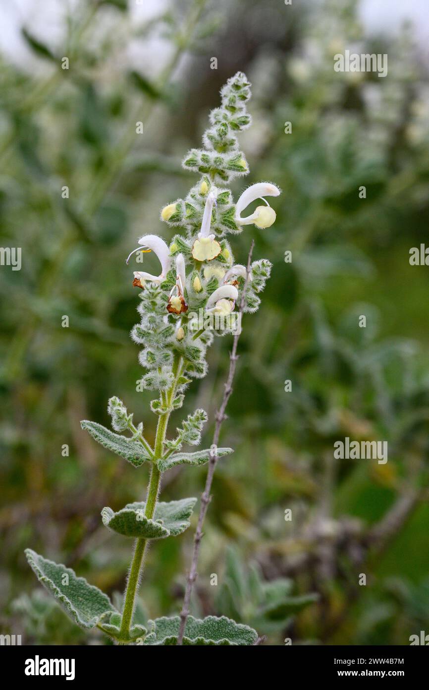 Jordan wildflower hi-res stock photography and images - Alamy