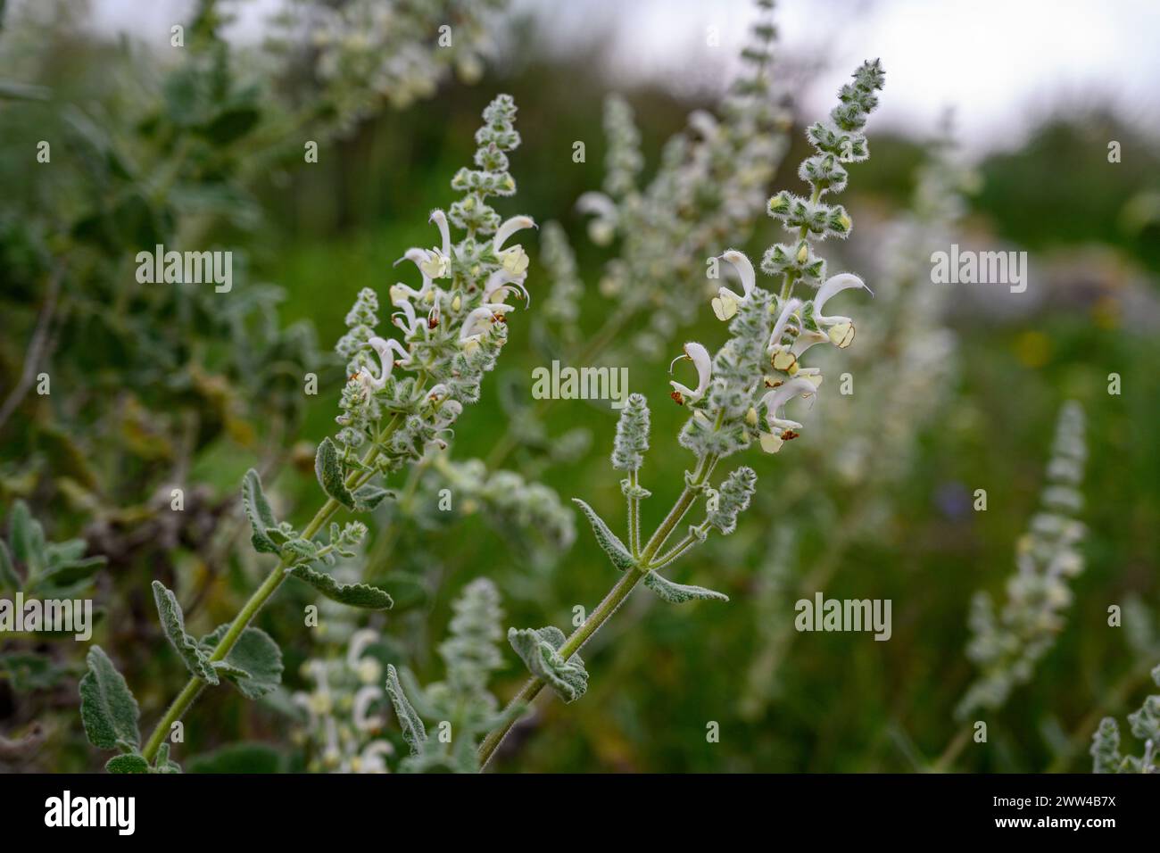 Inflorenece hi-res stock photography and images - Alamy