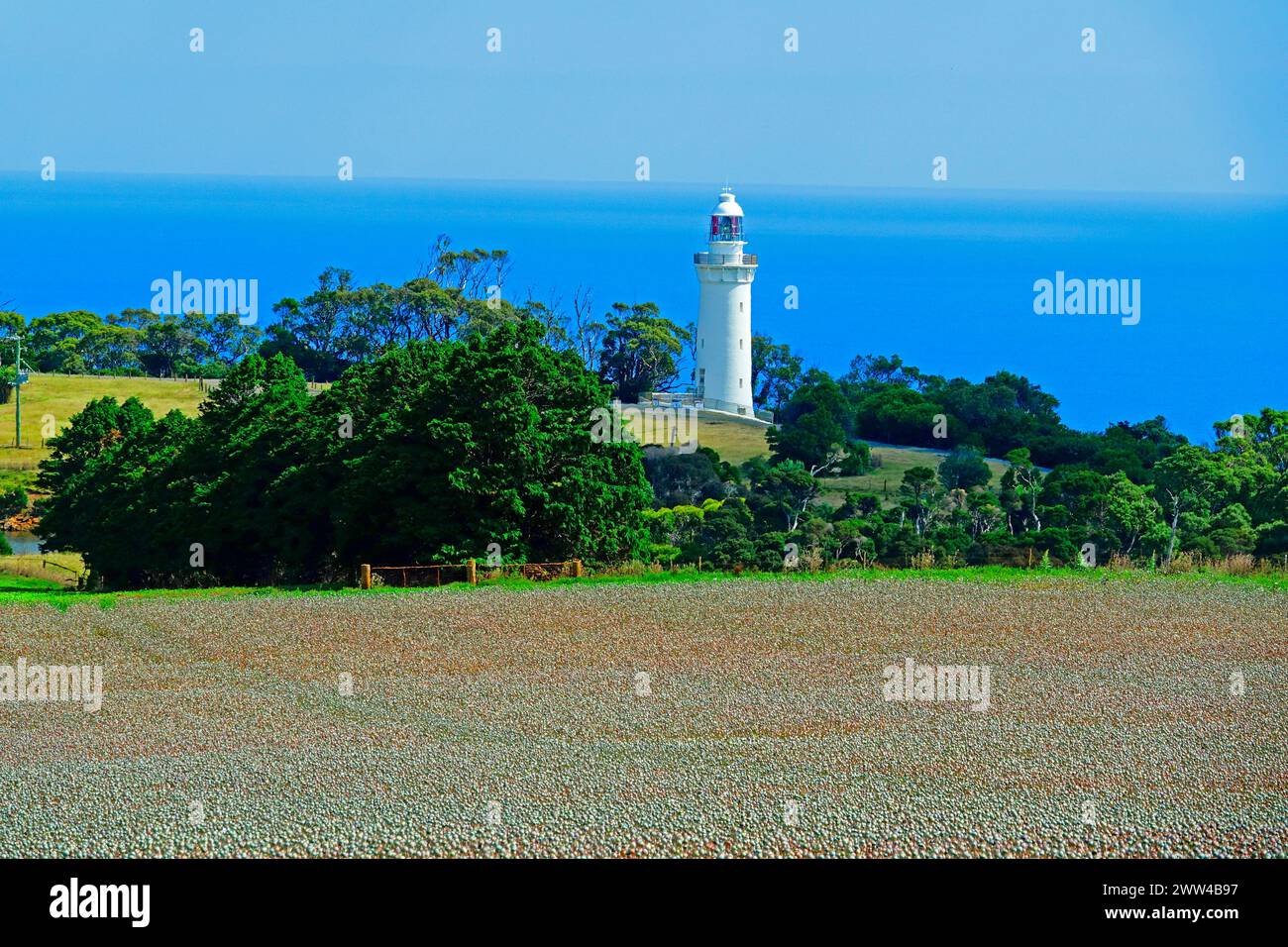 Poppy Fields Table Cape Lighthouse Burnie Tasmania Australia Tasman Sea ...
