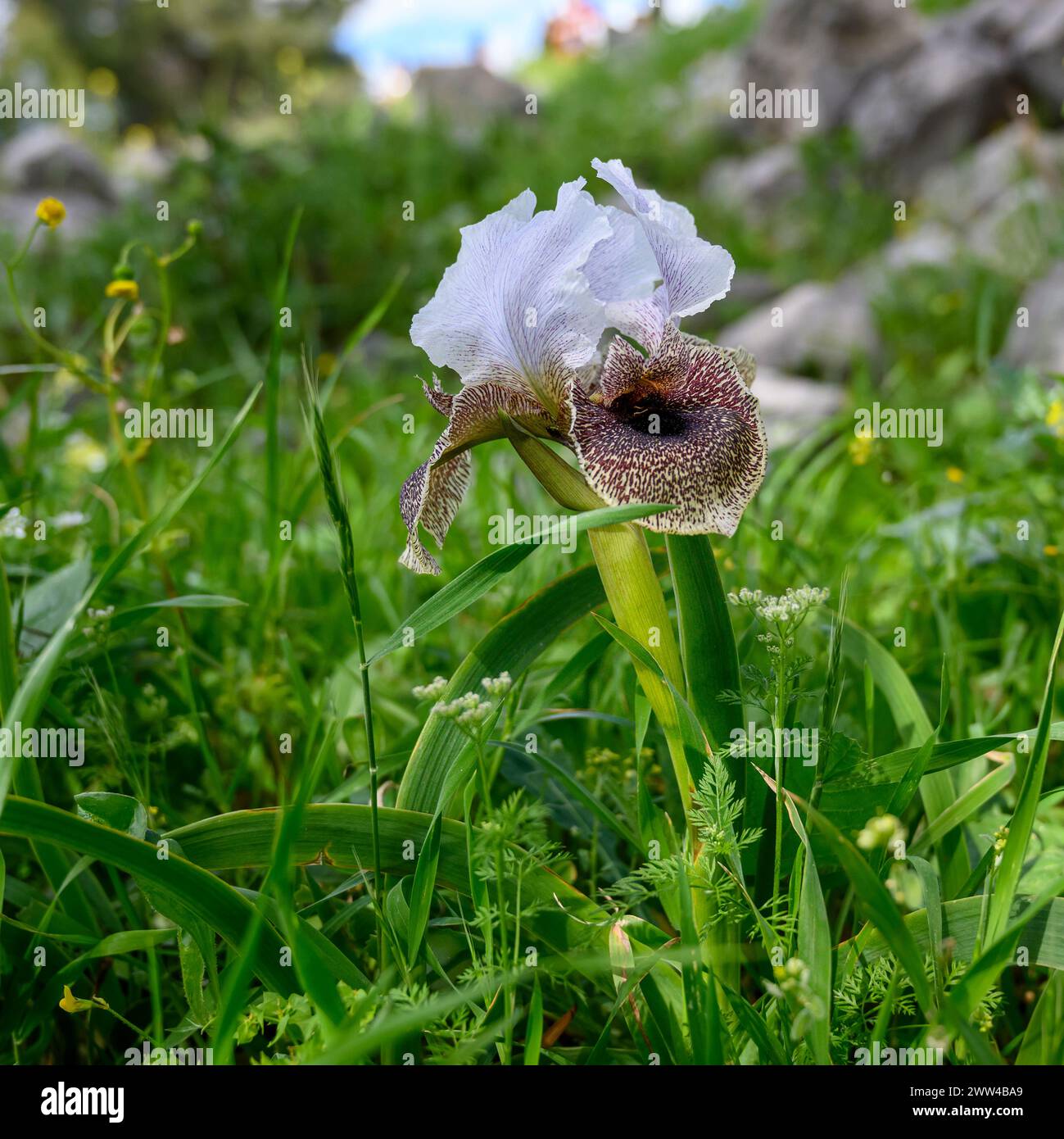 Iris bismarckiana, the Nazareth iris, is a species in the genus Iris ...