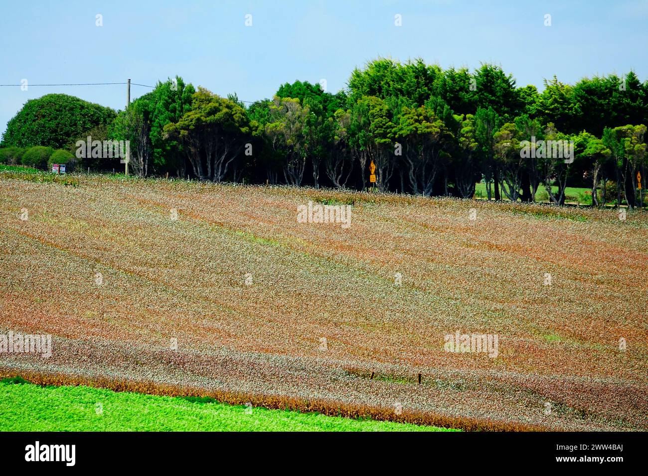 Poppy Fields Burnie Tasmania Australia Tasman Sea Indian Ocean South ...