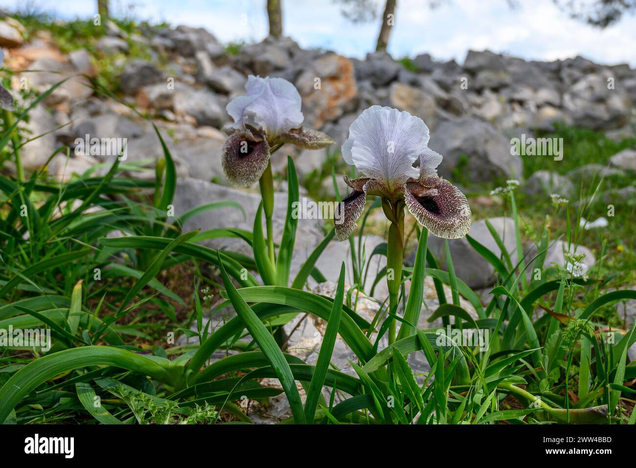 Nazarena hi-res stock photography and images - Alamy