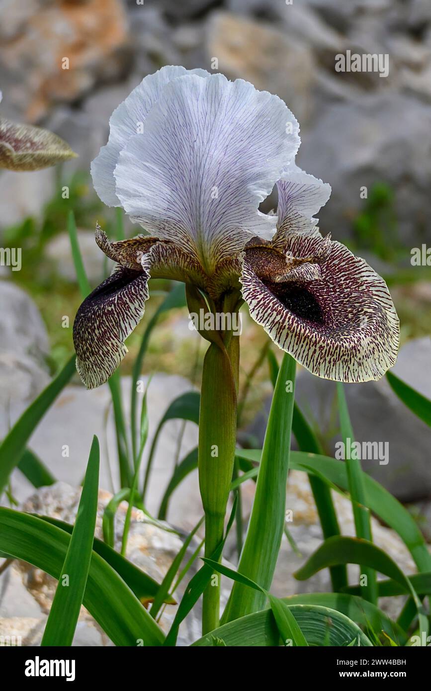 Nazarena hi-res stock photography and images - Alamy