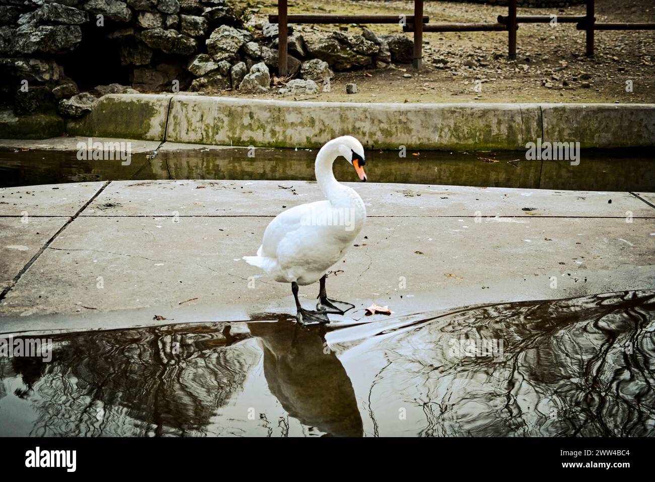 Belgradezoo hi-res stock photography and images - Alamy
