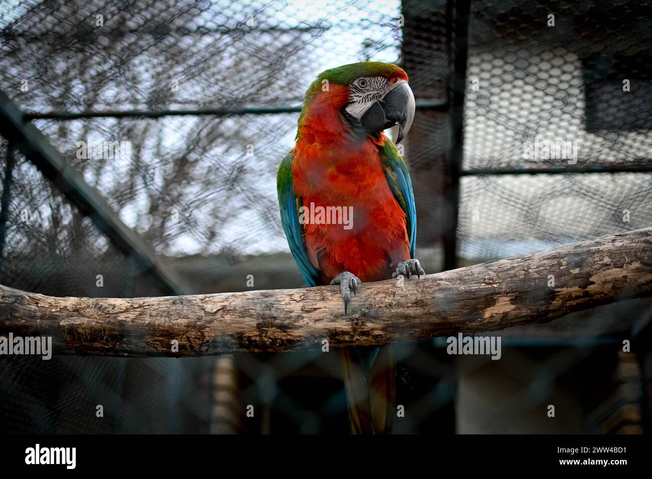 Belgradezoo hi-res stock photography and images - Alamy