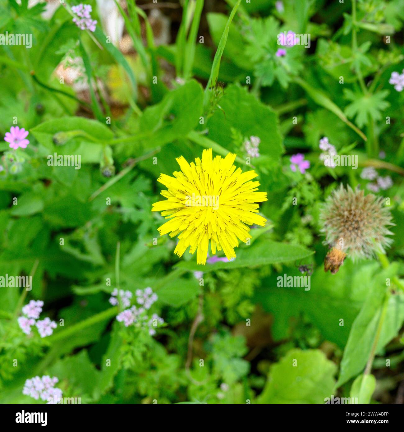 Crepis Sancta Commonly Known As Hawksbeard Or Hawks Beard Photographed