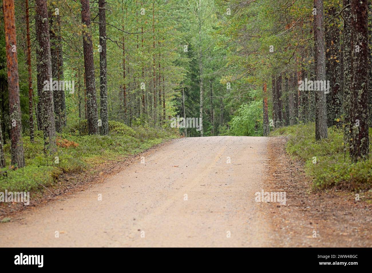 Gravel road going through trees in summer forest Stock Photo - Alamy