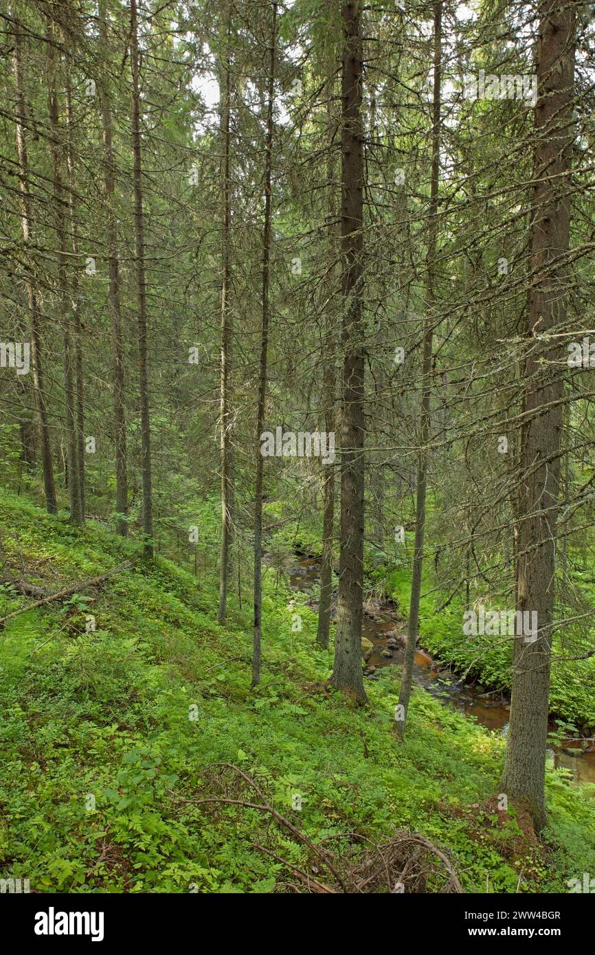 Tall trees in summer forest, Katikankanjoni, Kauhajoki, Finland Stock ...