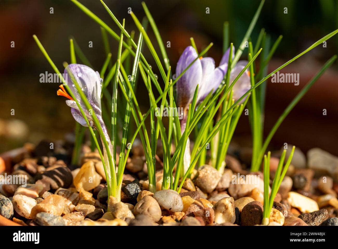 Small clump of the stunning Crocus Biflorus 'Blue Pearl’. Natural close ...