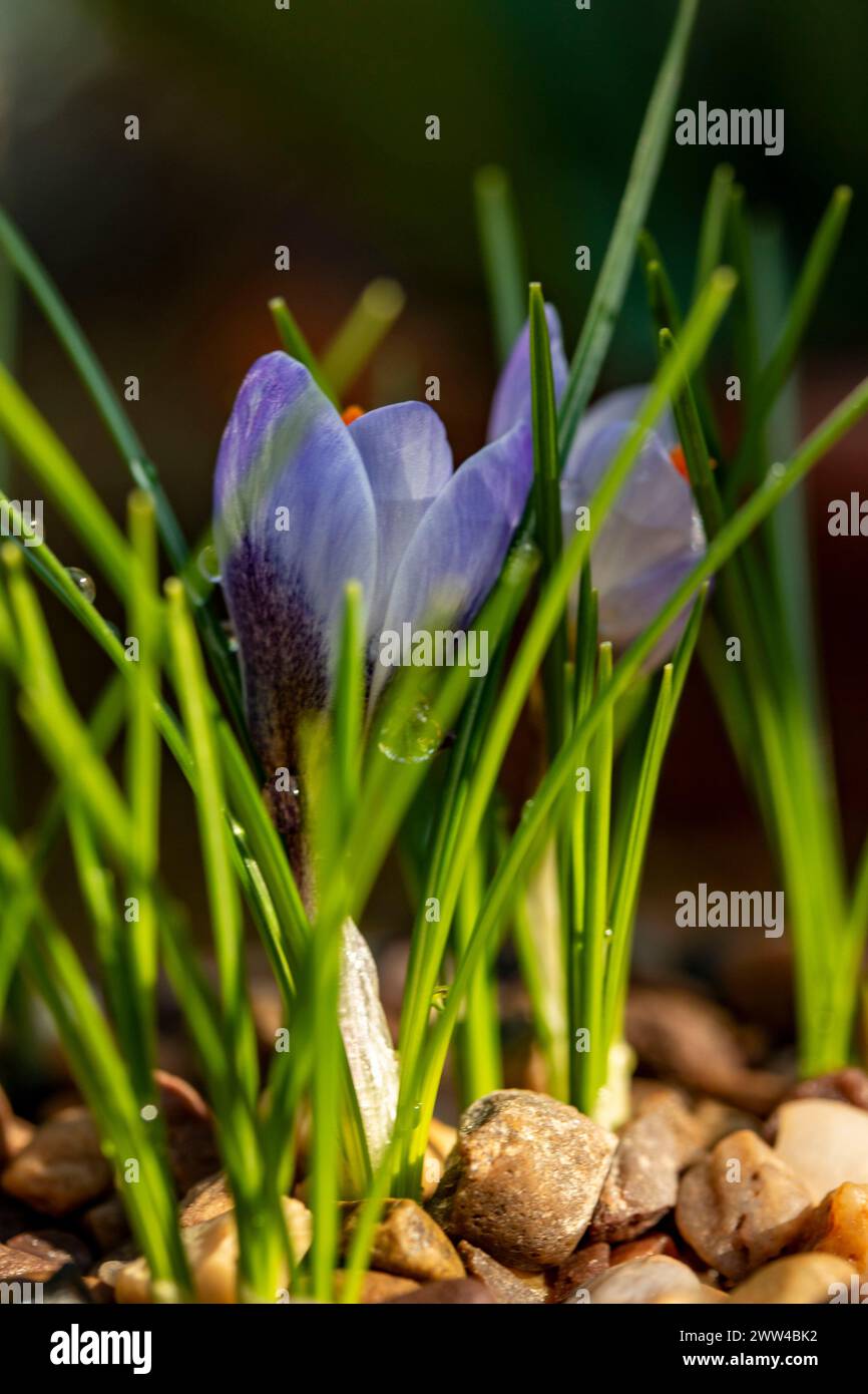 Small clump of the stunning Crocus Biflorus 'Blue Pearl’. Natural close ...