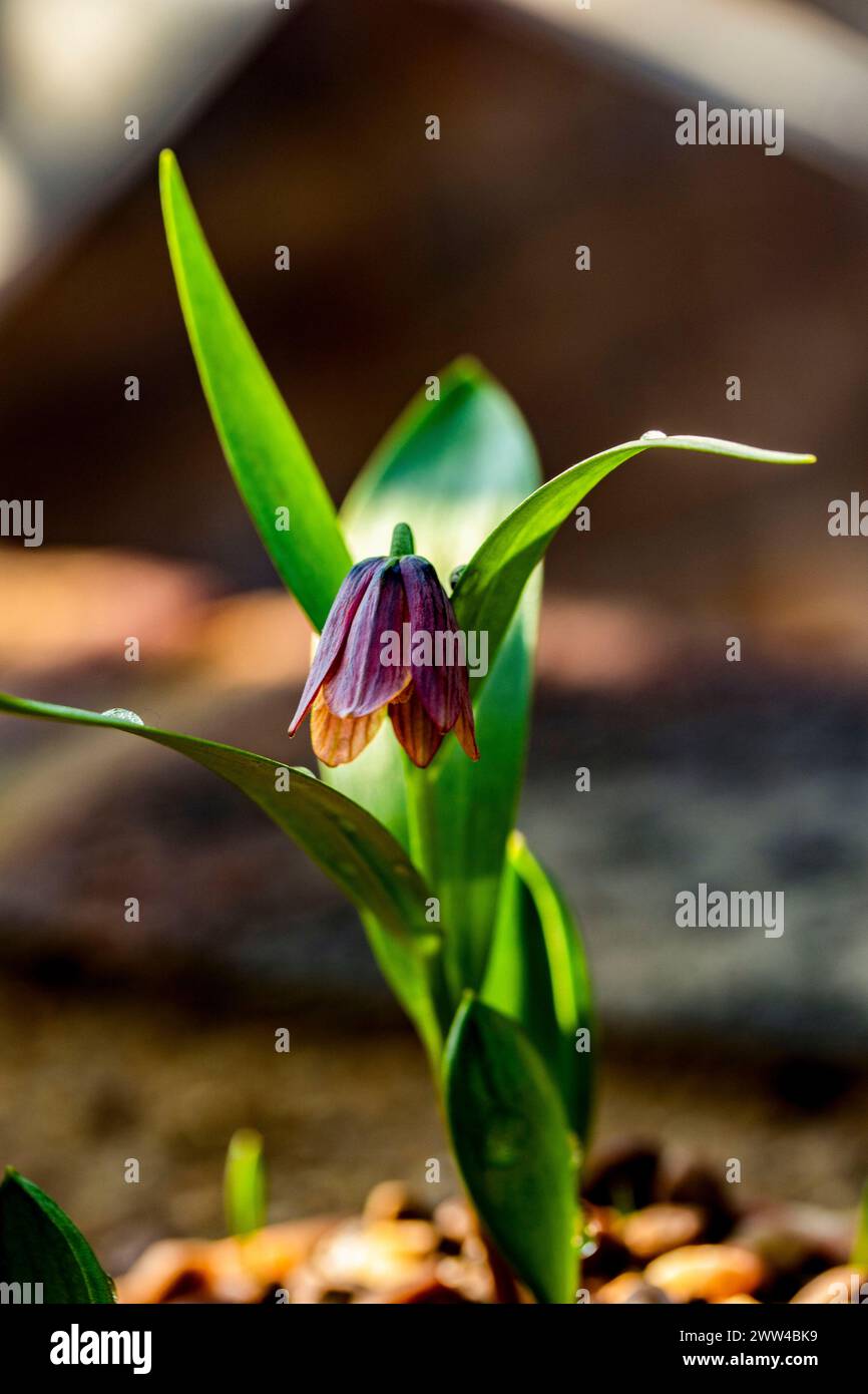 Glorious Fritillaria Minuta. Natural close up flowering plant portrait ...