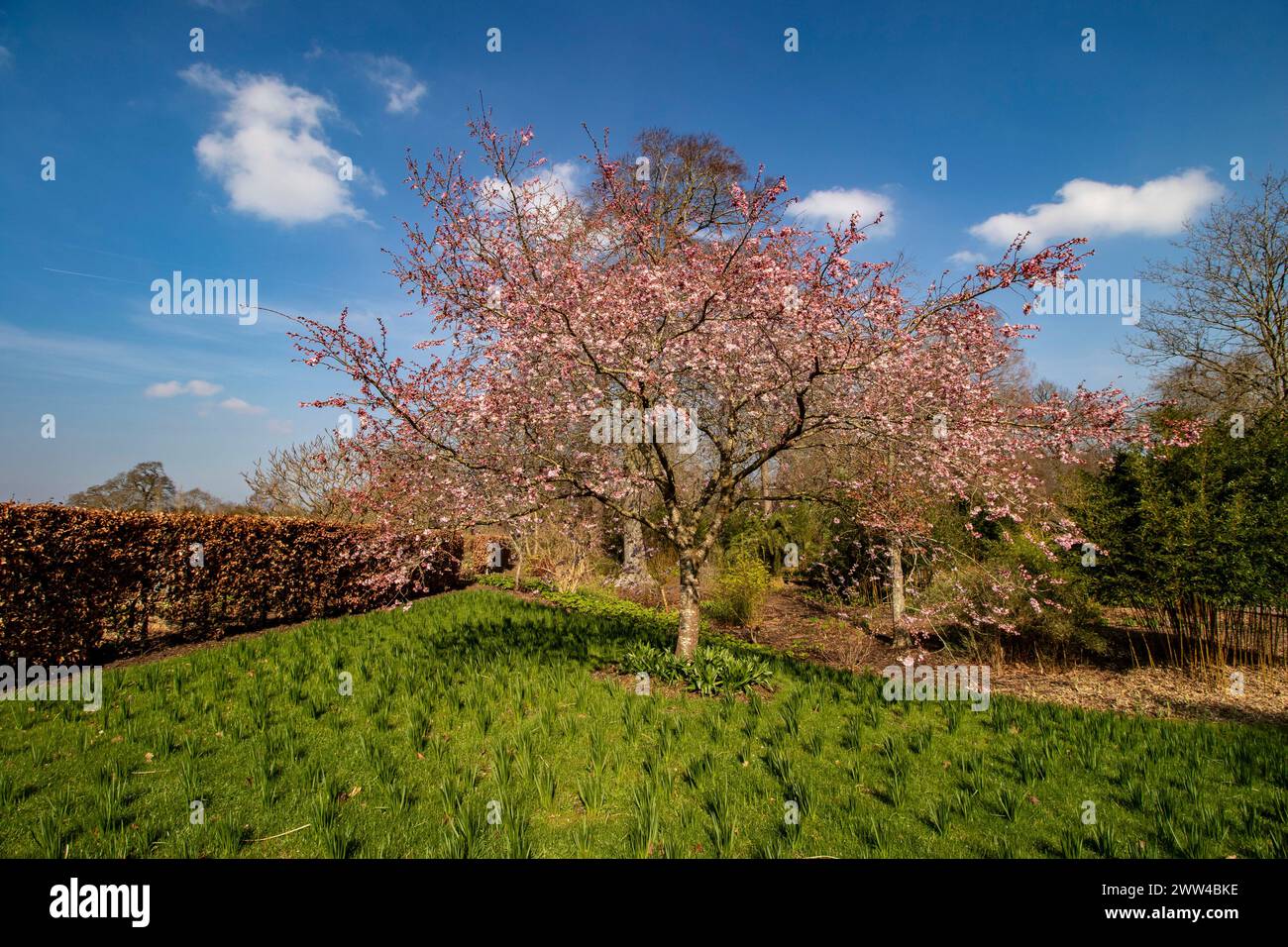 Natural high resolution flowering tree portrait of Prunus ‘Accolade ...