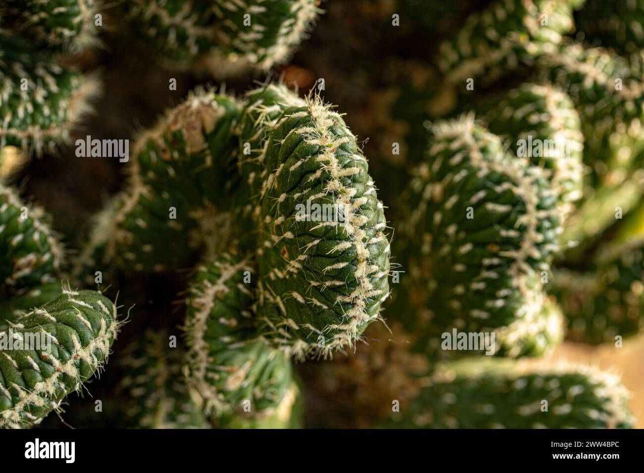 Glorious Austrocylindropuntia Cylindrica’. Natural close up plant ...