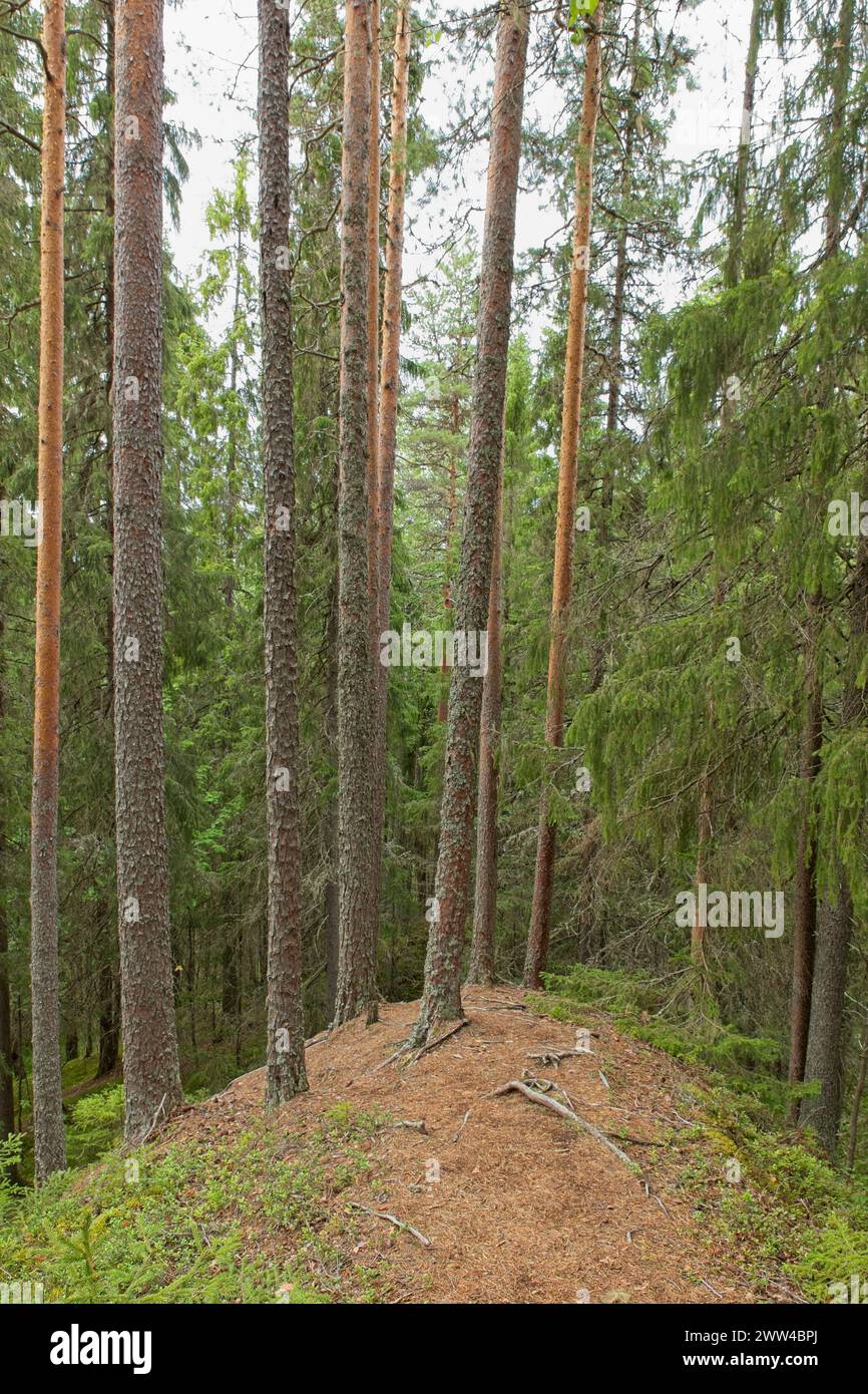 Trail through tall trees in summer forest, Katikankanjoni, Kauhajoki ...