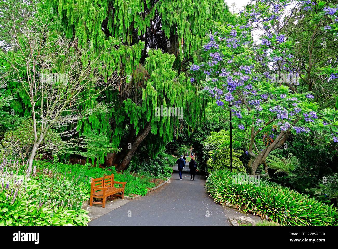 Tasmanian royal botanical gardens hi-res stock photography and images ...