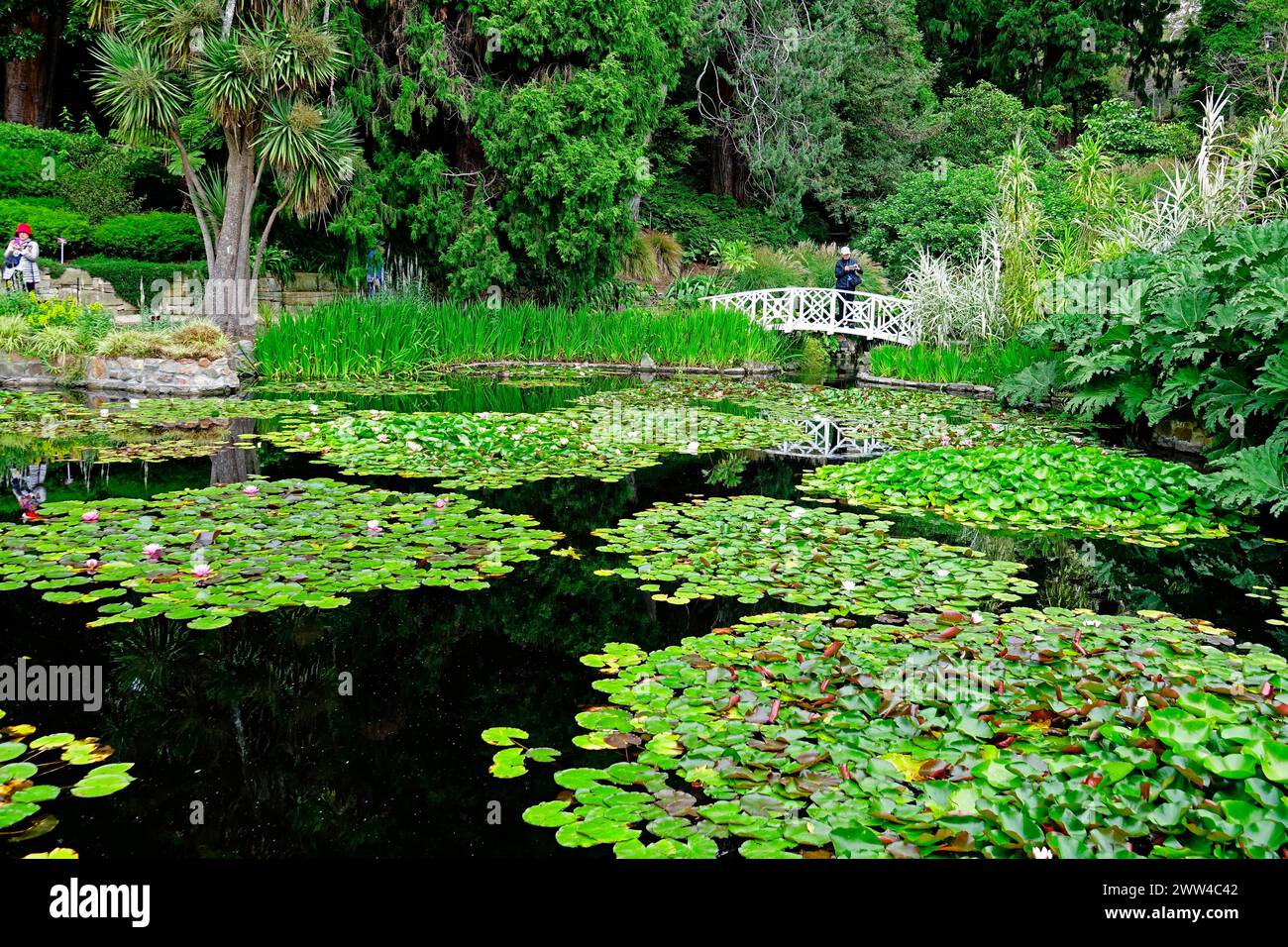 Royal Tasmanian Botanical Gardens Pond Hobart Tasmania Australia Stock ...