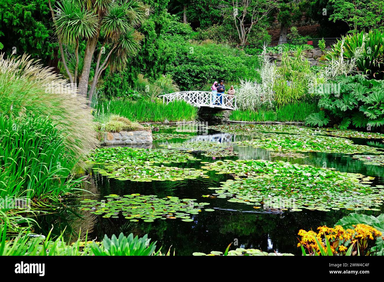 Royal Tasmanian Botanical Gardens Pond Hobart Tasmania Australia Stock ...