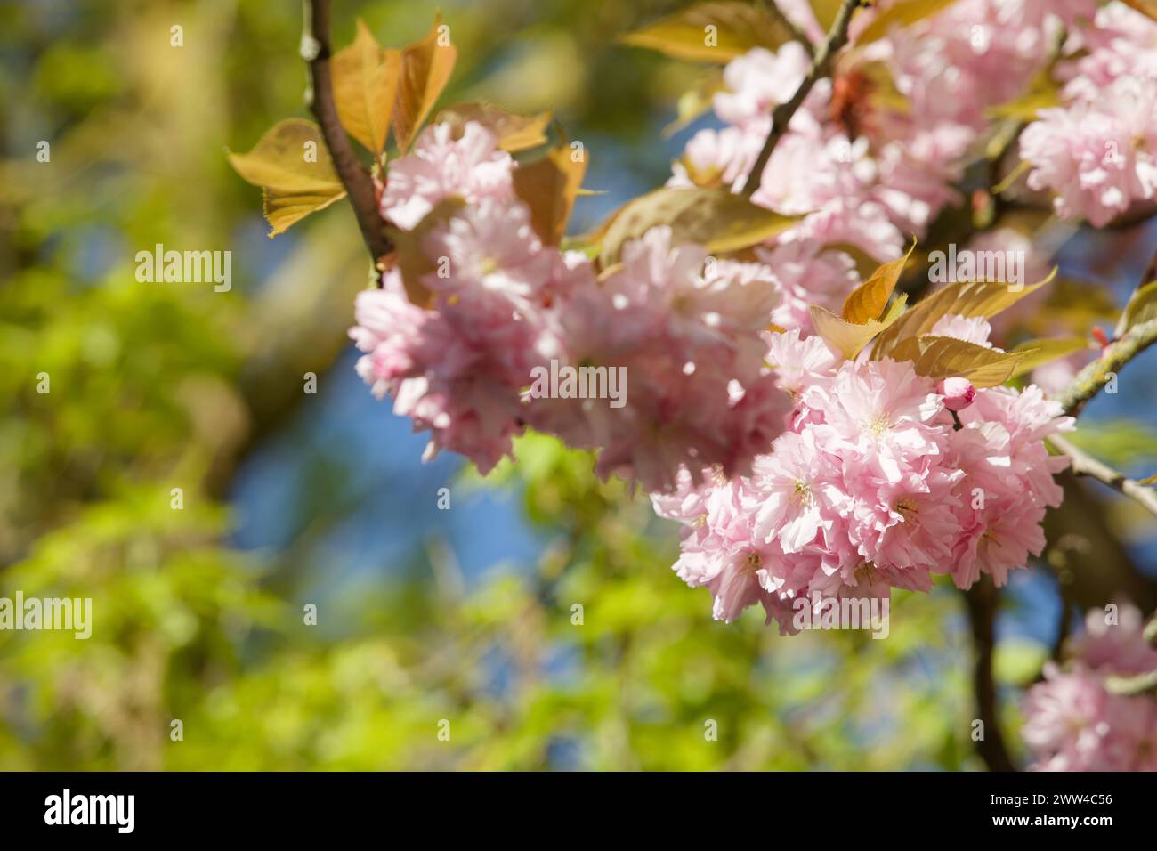 Berlin, Deutschland, DEU - TV-Asahi-Kirschbluetenallee in Berlin-Teltow ...
