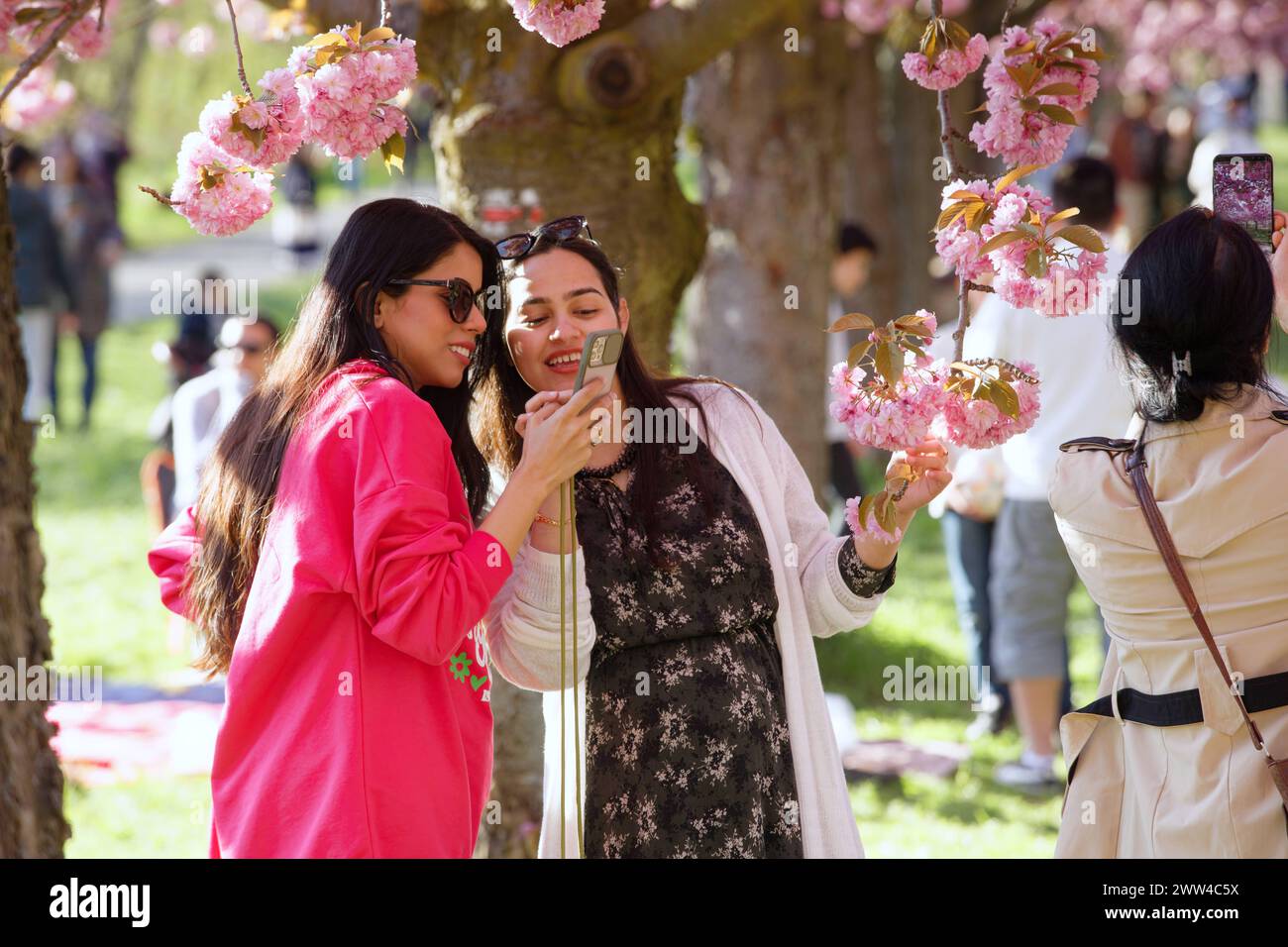 Berlin, Deutschland, DEU - TV-Asahi-Kirschbluetenallee in Berlin-Teltow ...