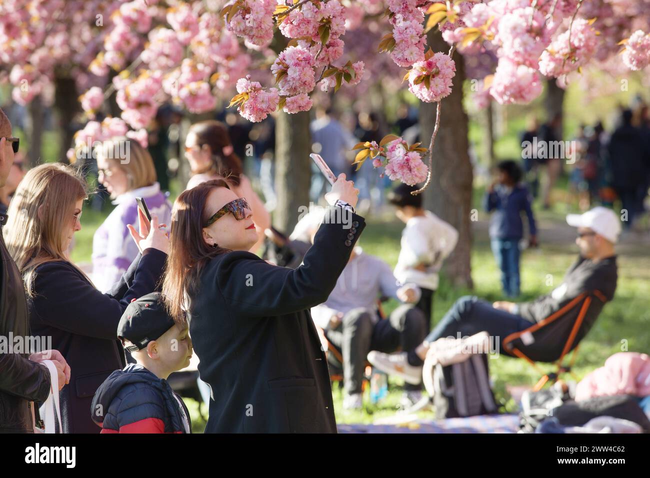 Berlin, Deutschland, DEU - TV-Asahi-Kirschbluetenallee in Berlin-Teltow ...