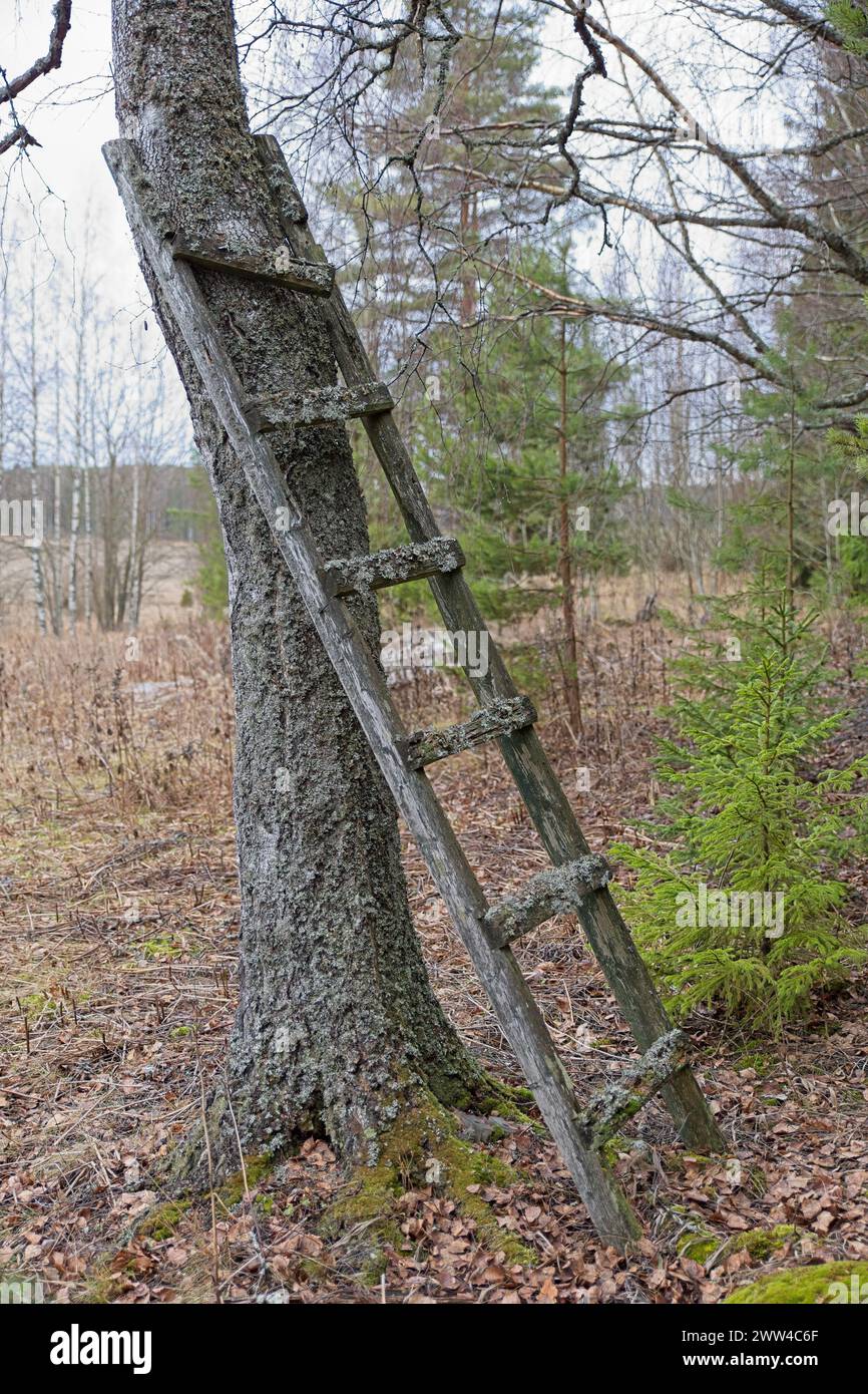 Old wooden ladder tree trunk hi-res stock photography and images - Alamy