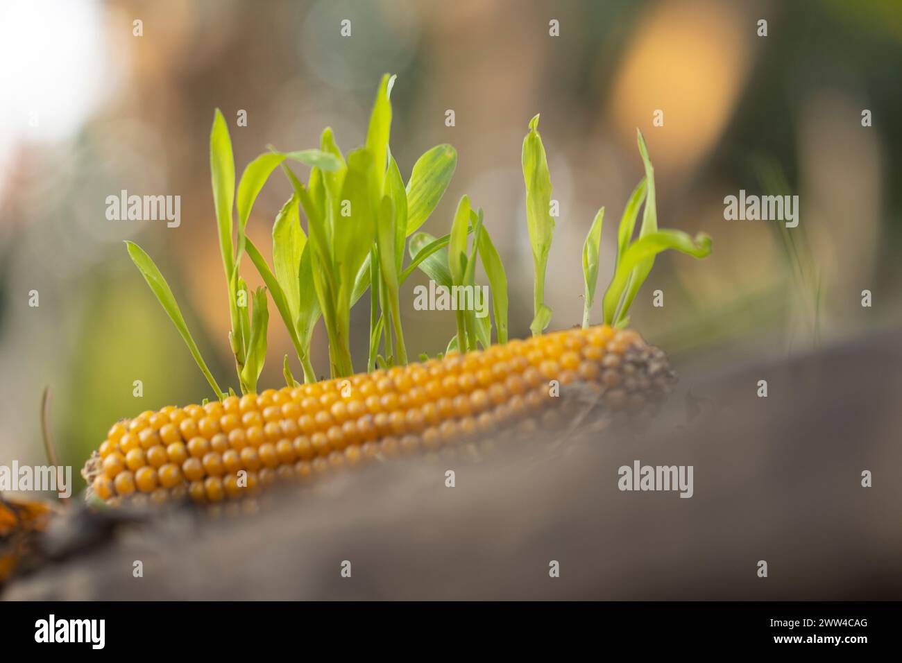 Ear of corn hi-res stock photography and images - Alamy