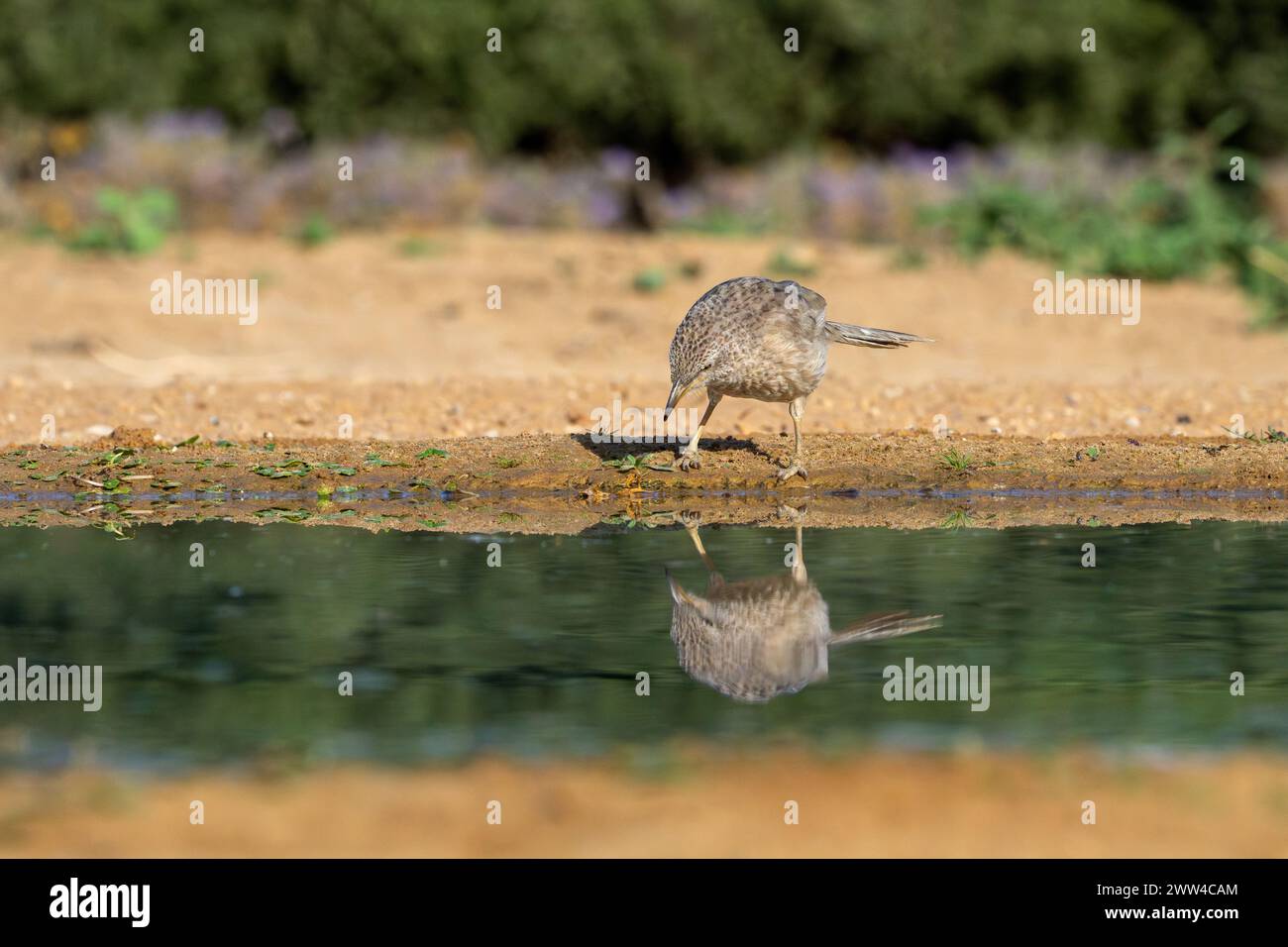 Arabian babbler near water The Arabian babbler (Argya squamiceps) is a ...