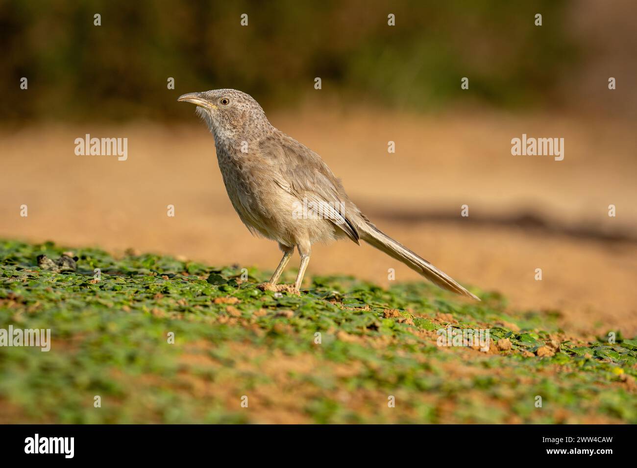 Arabian babbler on the ground The Arabian babbler (Argya squamiceps) is ...