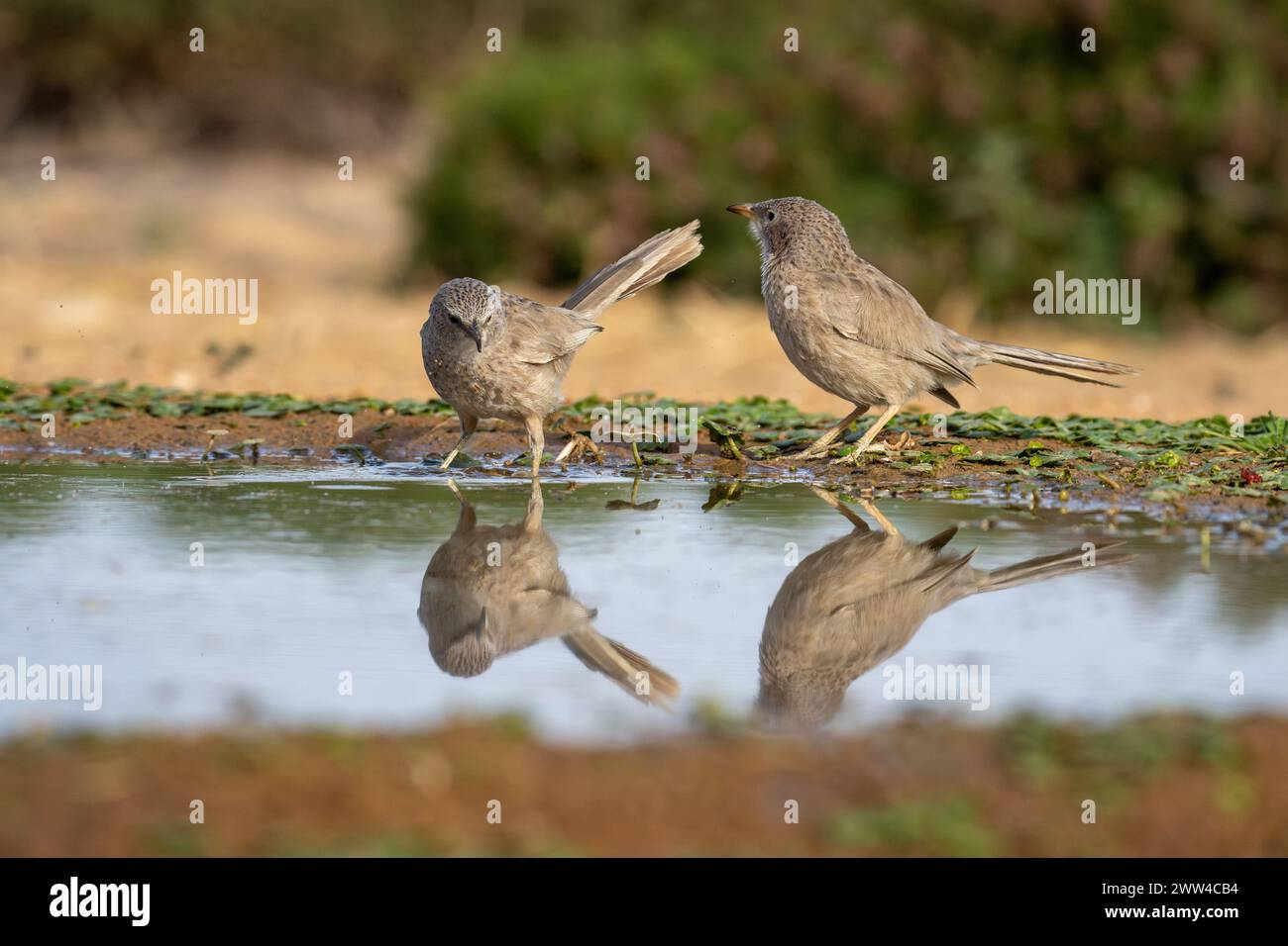 Arabian babbler near water The Arabian babbler (Argya squamiceps) is a ...